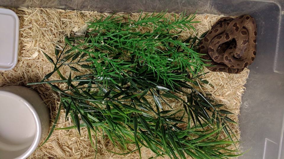 Chilabothrus chrysogaster chrysogaster | West Indian Boas