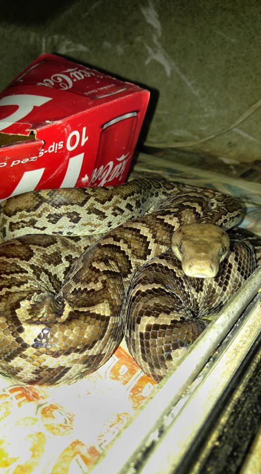 Chilabothrus striatus striatus | West Indian Boas