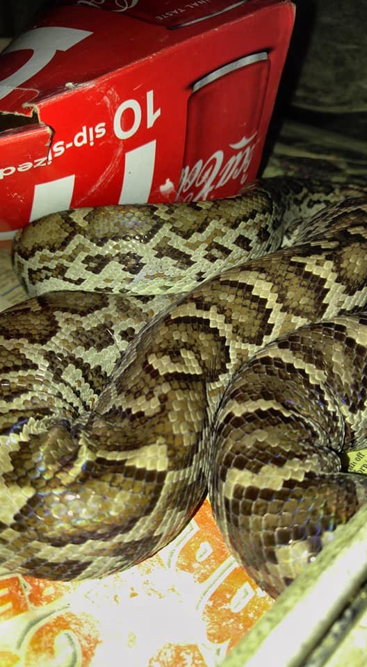 Chilabothrus striatus striatus | West Indian Boas