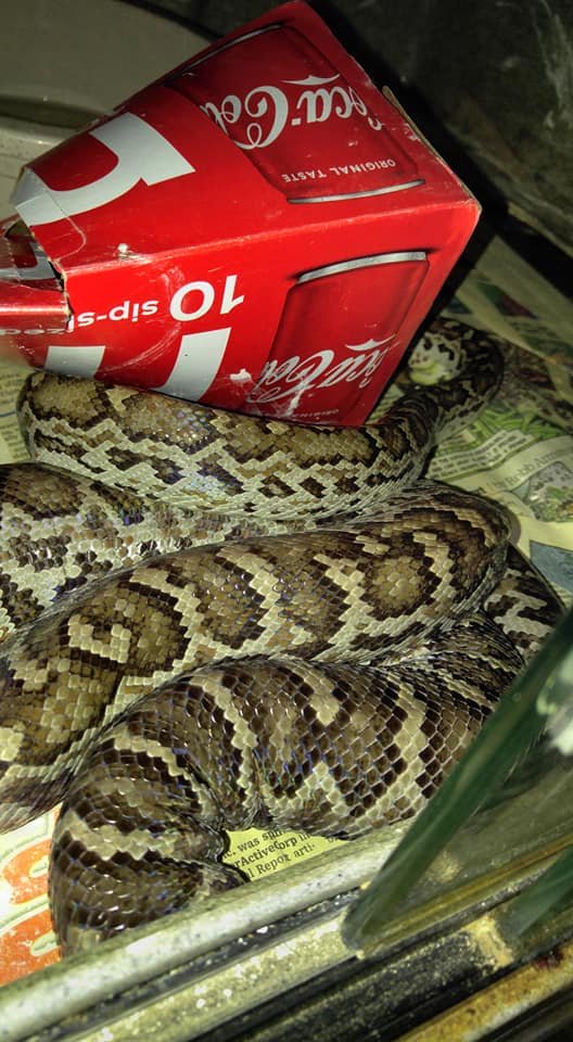 Chilabothrus striatus striatus | West Indian Boas