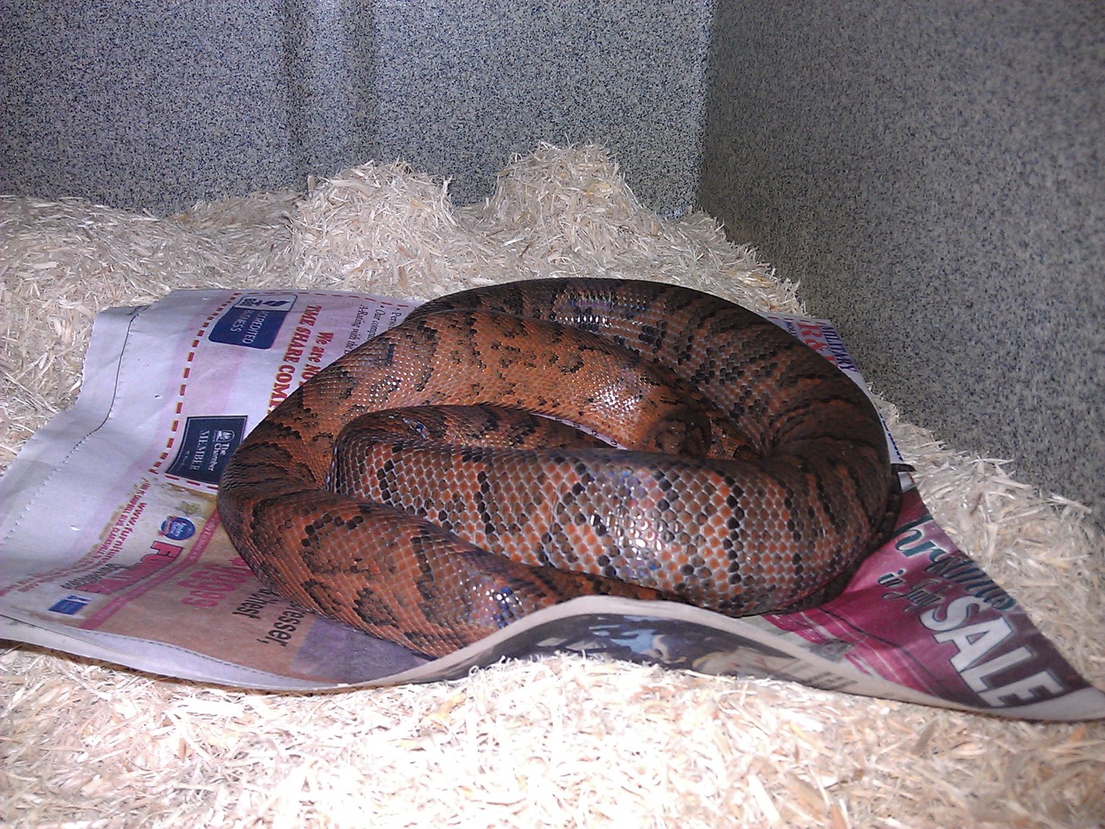 Chilabothrus striatus striatus | West Indian Boas