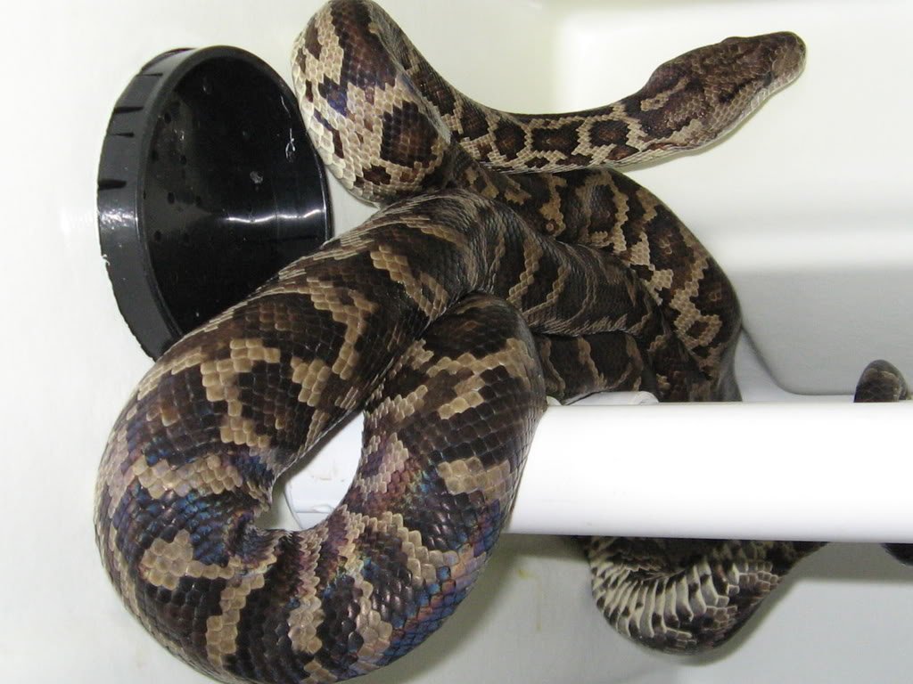 Chilabothrus striatus striatus | West Indian Boas
