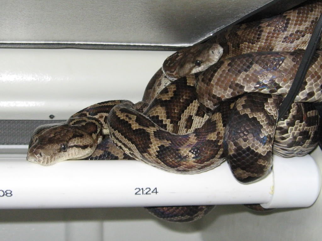Chilabothrus striatus striatus | West Indian Boas
