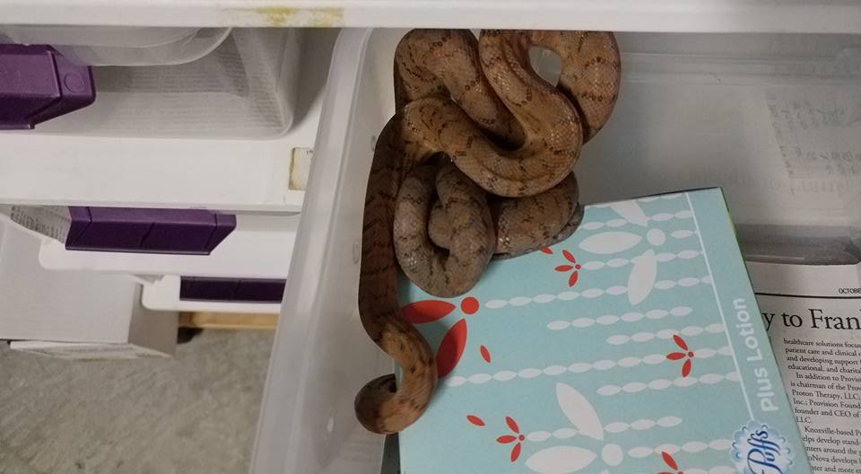 Chilabothrus striatus striatus | West Indian Boas