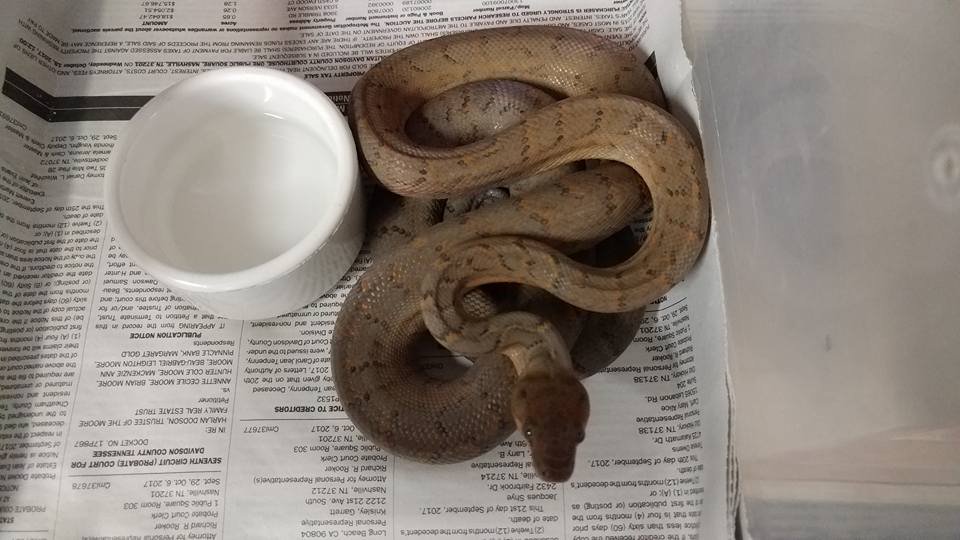 Chilabothrus striatus striatus | West Indian Boas