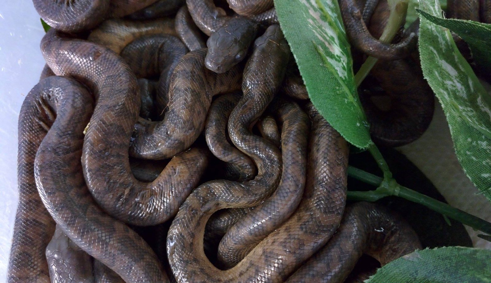 Chilabothrus striatus striatus | West Indian Boas