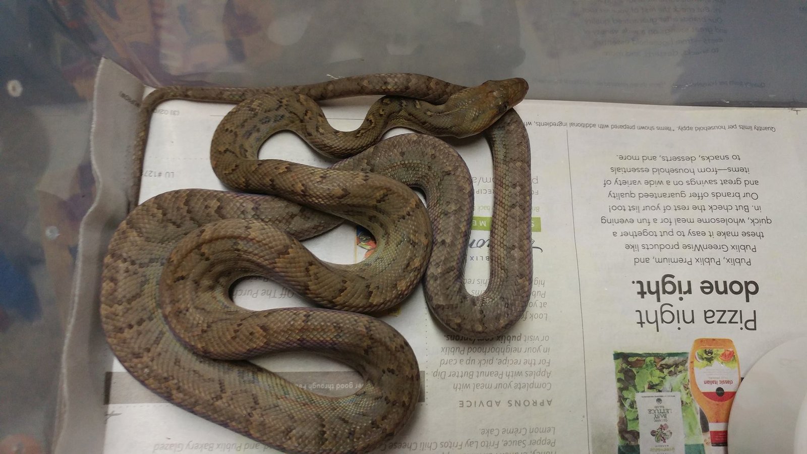 Chilabothrus striatus striatus | West Indian Boas