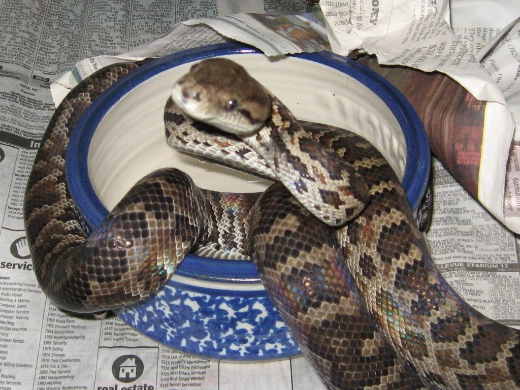 Chilabothrus striatus striatus | West Indian Boas