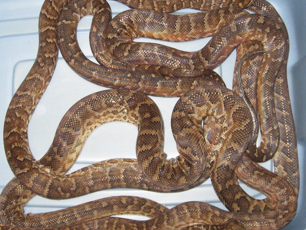 Chilabothrus striatus striatus | West Indian Boas