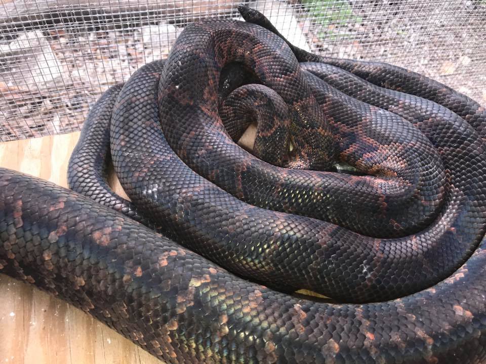 Chilabothrus striatus | West Indian Boas