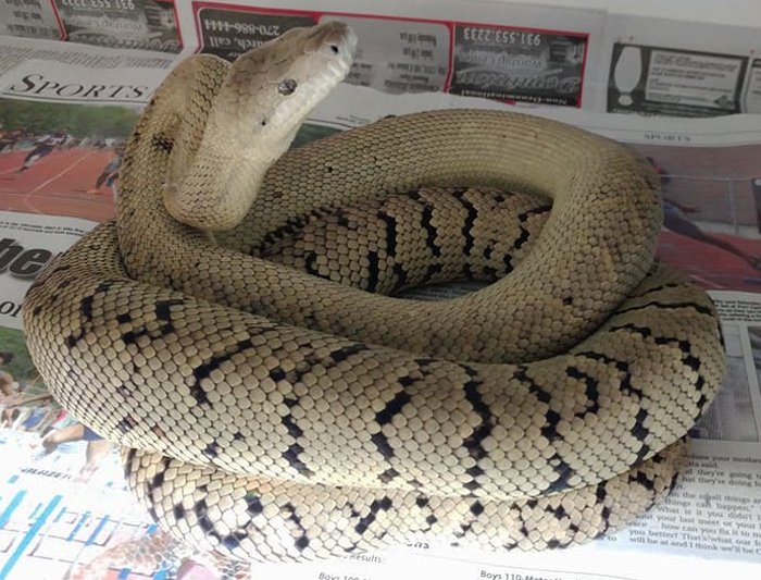 Chilabothrus subflavus | West Indian Boas