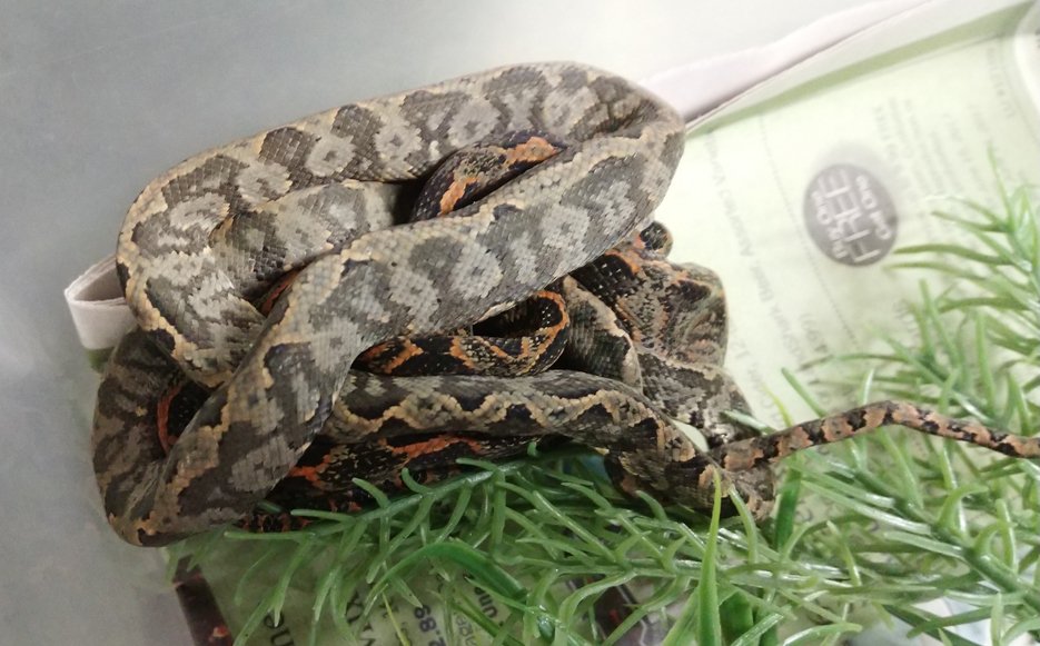 Corallus cookii | West Indian Boas