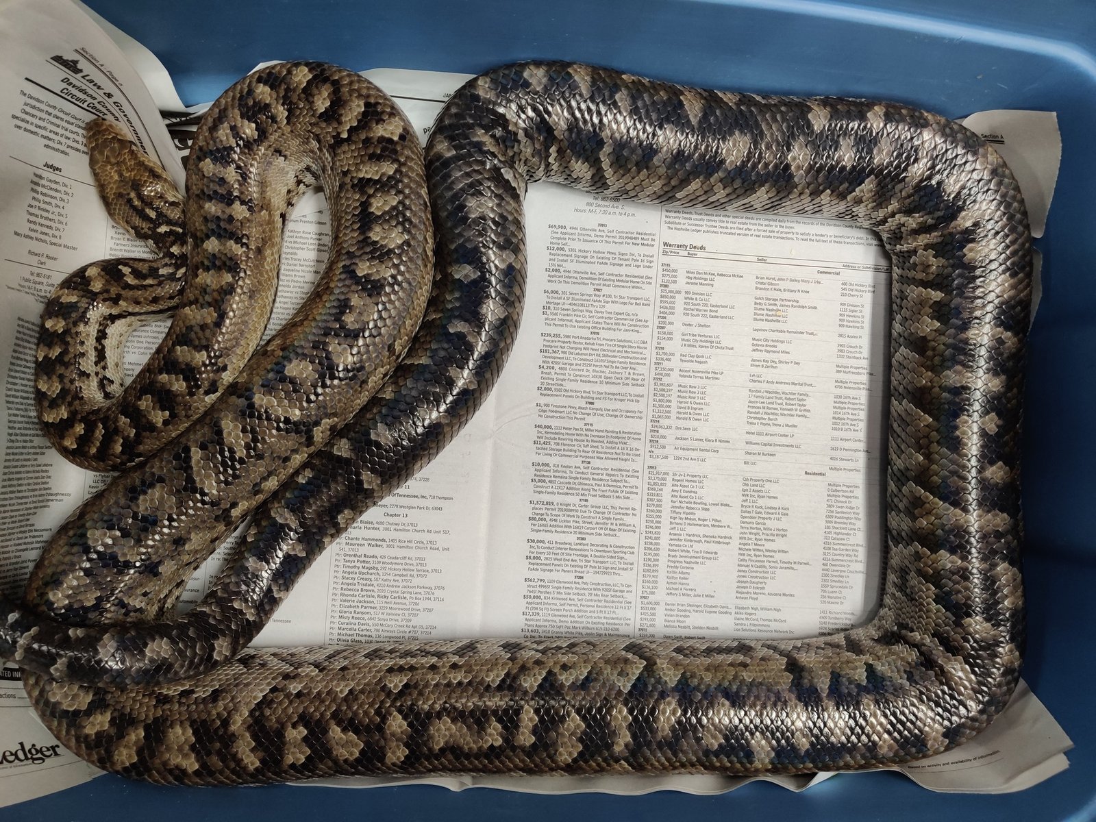 Chilabothrus strigilatus strigilatus | West Indian Boas