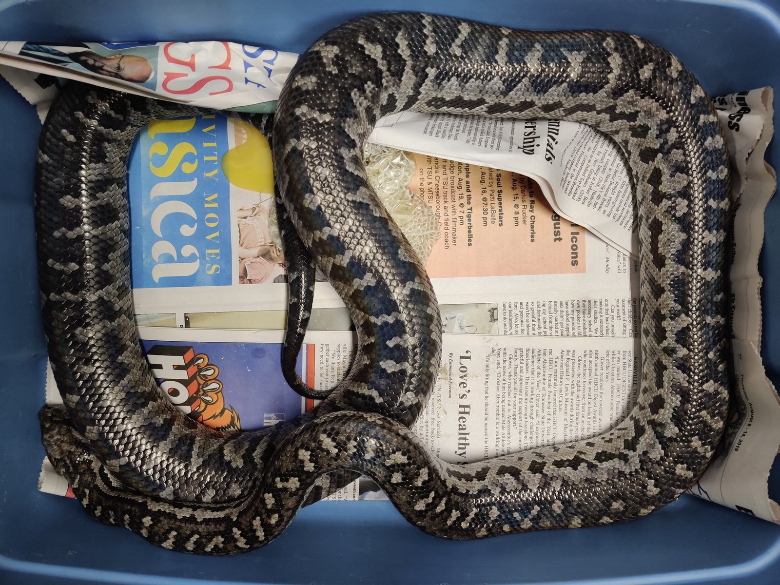 Chilabothrus strigilatus strigilatus | West Indian Boas