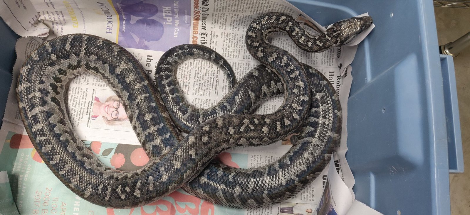 Chilabothrus strigilatus strigilatus | West Indian Boas