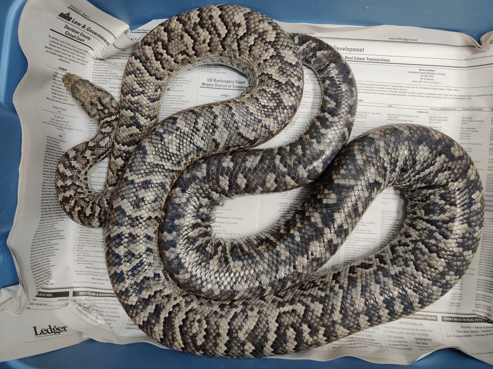 Chilabothrus strigilatus strigilatus | West Indian Boas