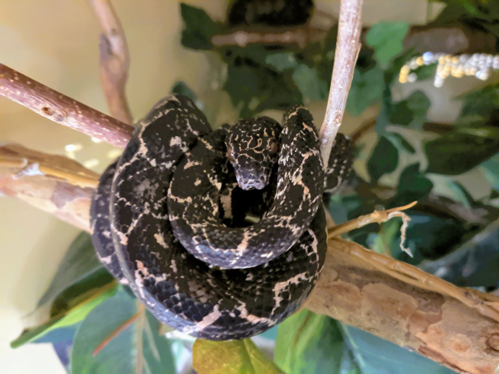 Corallus cookii | West Indian Boas