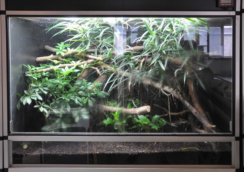 The pleasure of naturalistic vivaria | West Indian Boas