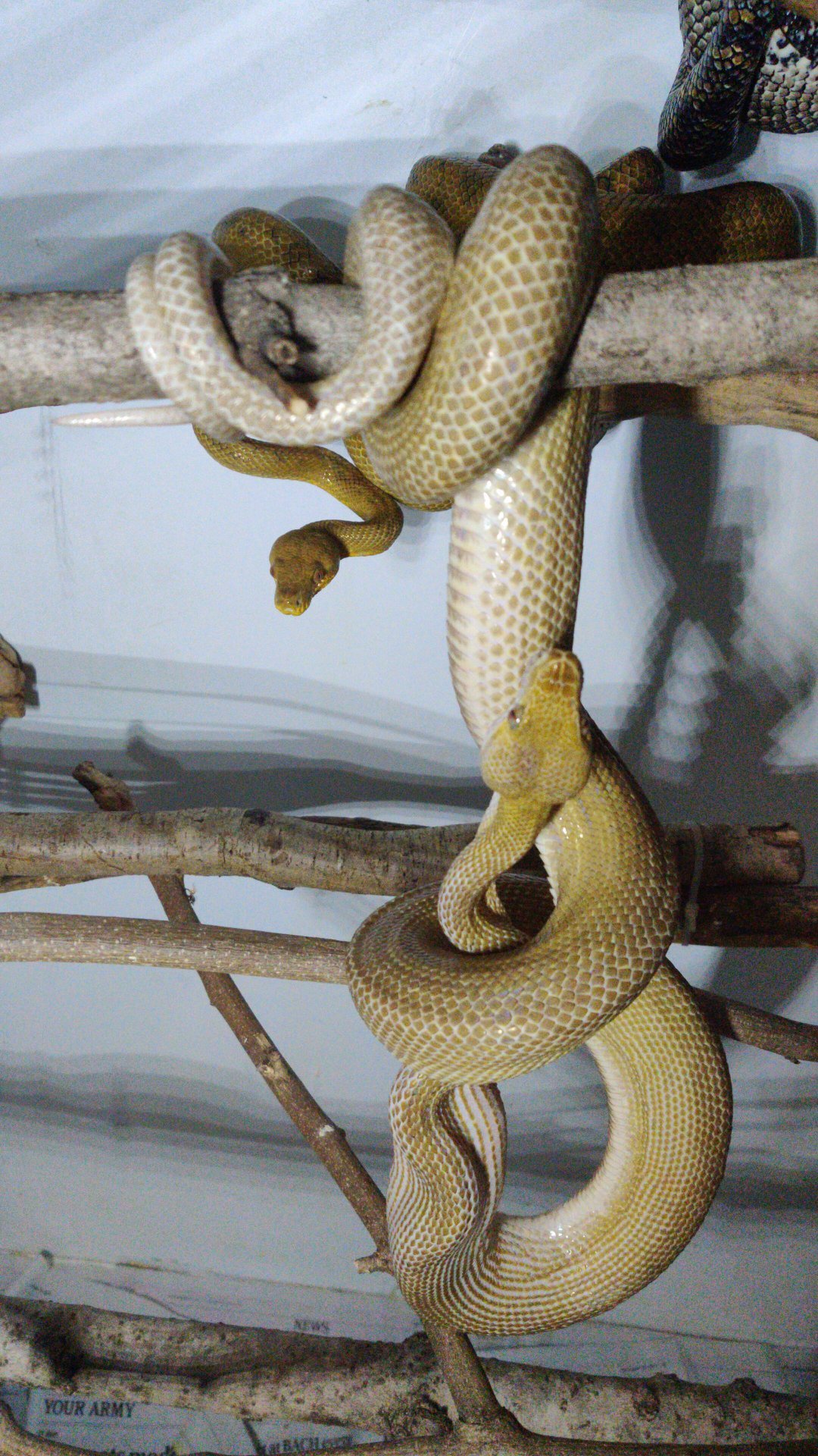 Corallus ruschenbergerii | West Indian Boas