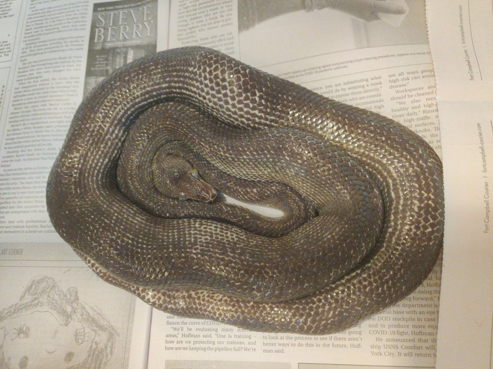 Corallus ruschenbergerii | West Indian Boas