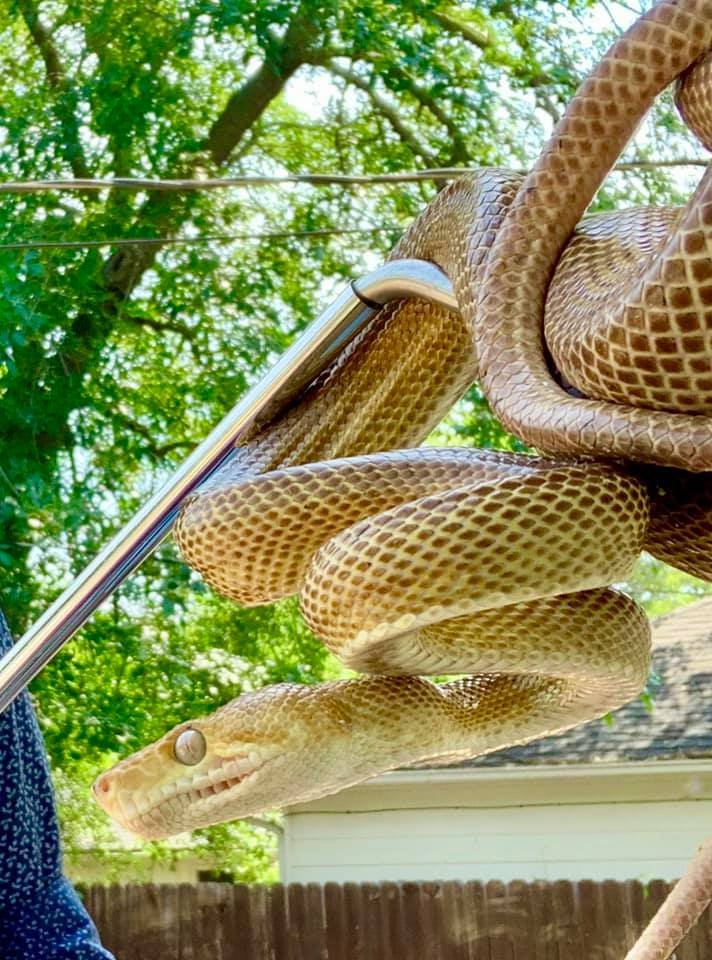 Corallus ruschenbergerii | West Indian Boas