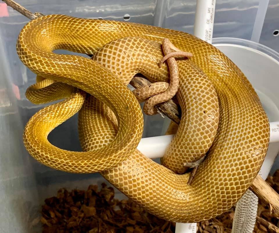 Corallus ruschenbergerii | West Indian Boas