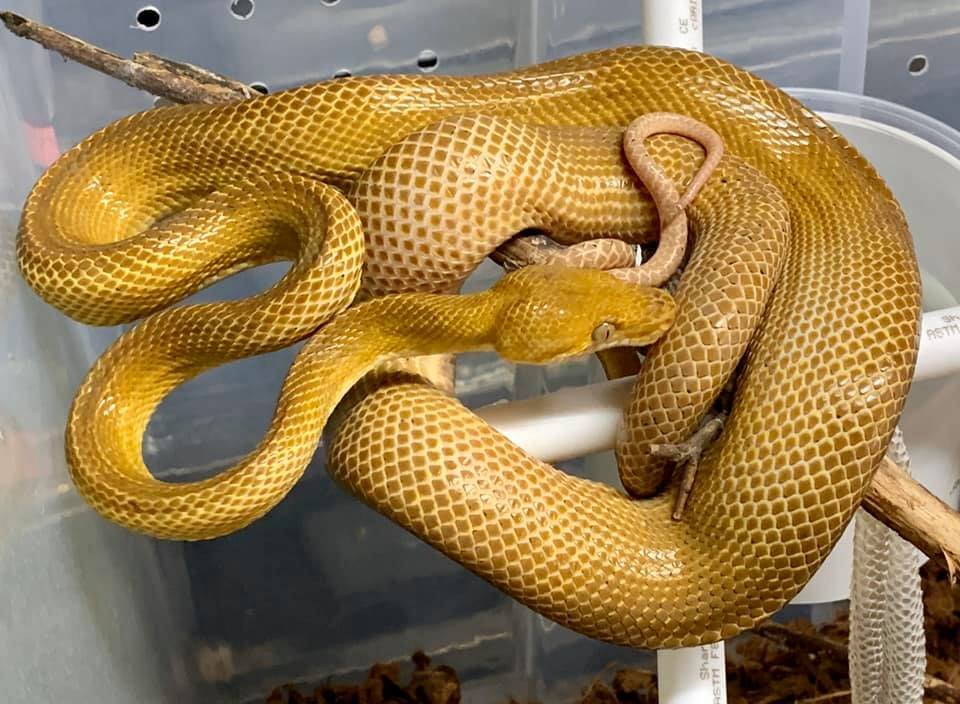 Corallus ruschenbergerii | West Indian Boas