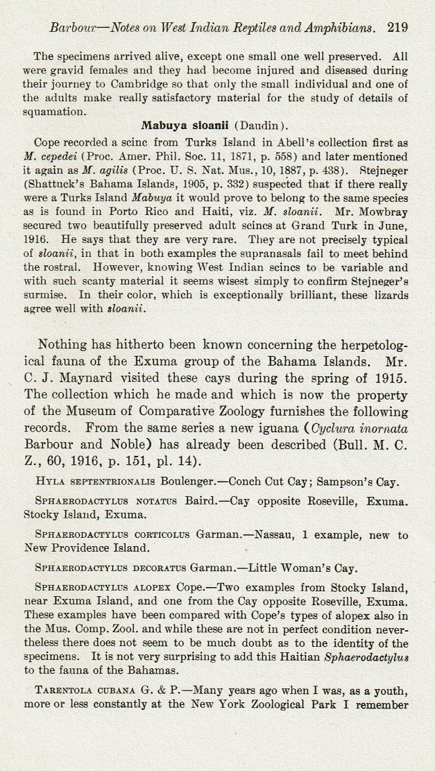 Chilabothrus chrysogaster chrysogaster | West Indian Boas