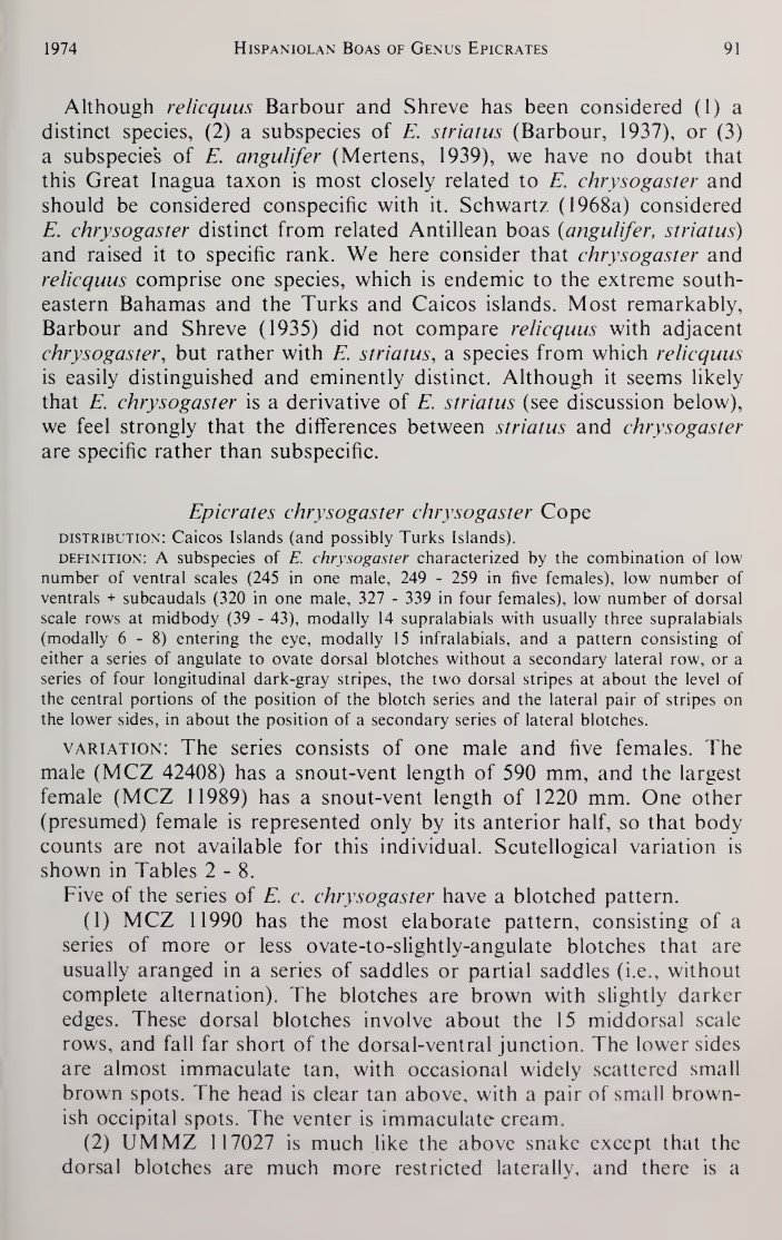 Chilabothrus chrysogaster chrysogaster | West Indian Boas