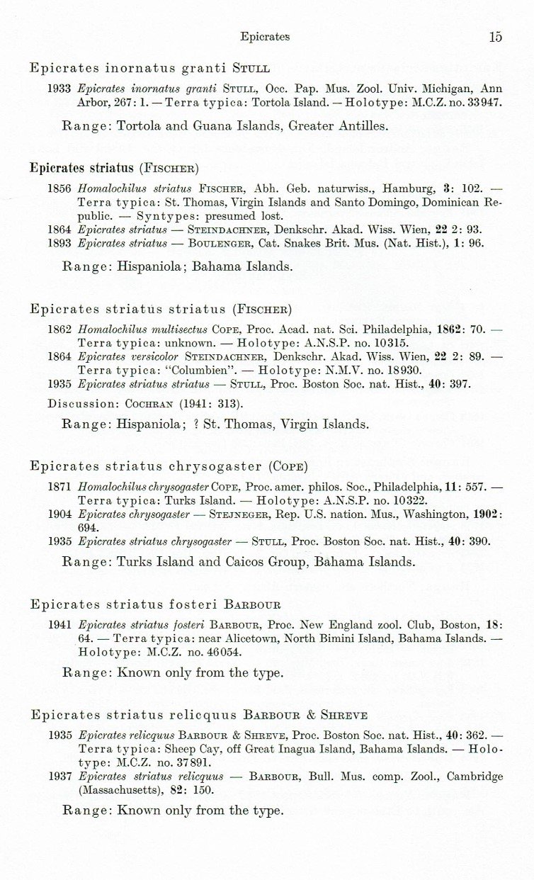 Chilabothrus chrysogaster chrysogaster | West Indian Boas