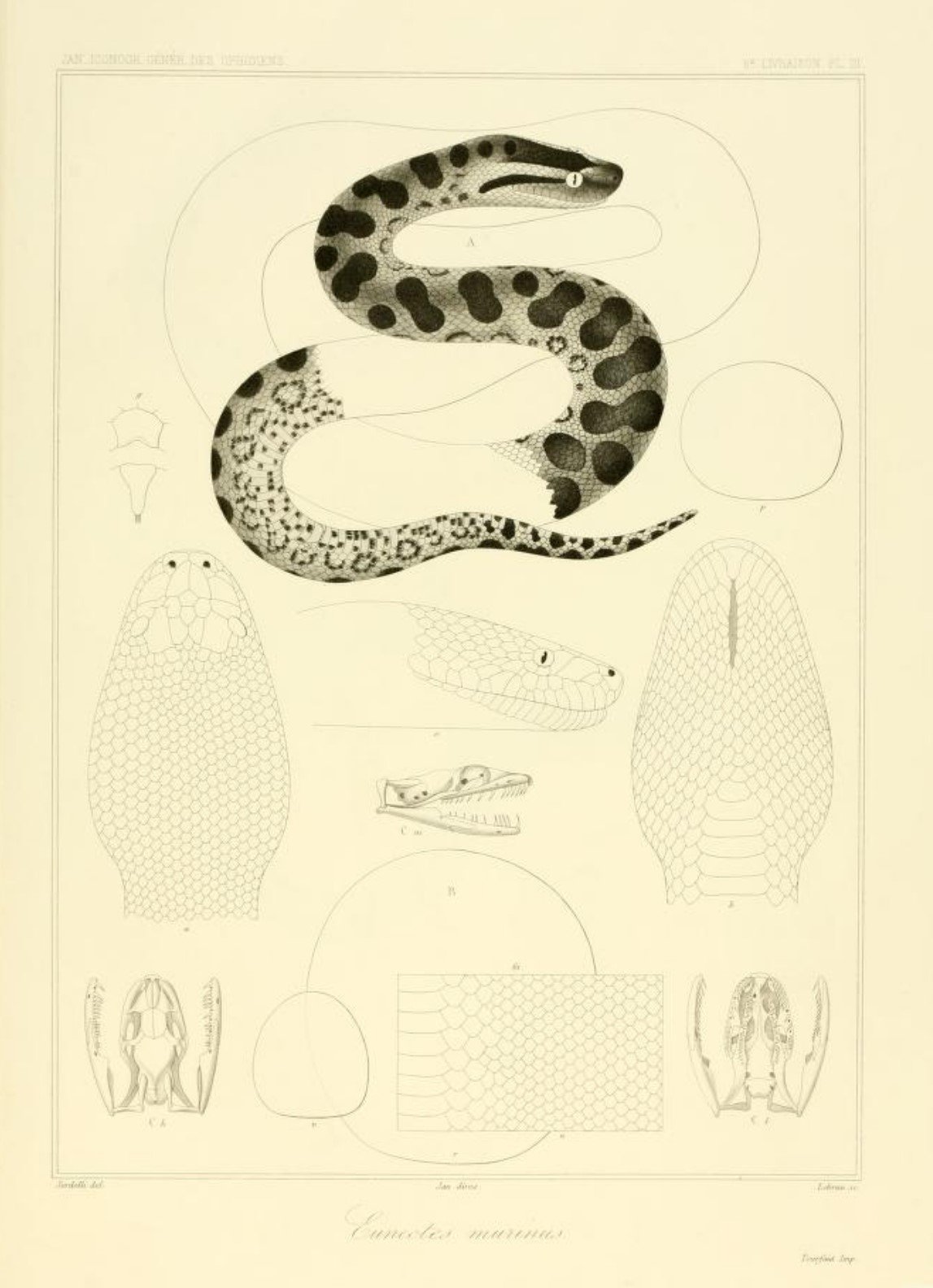 Eunectes_murinus_Jan_1864_pl_III | West Indian Boas