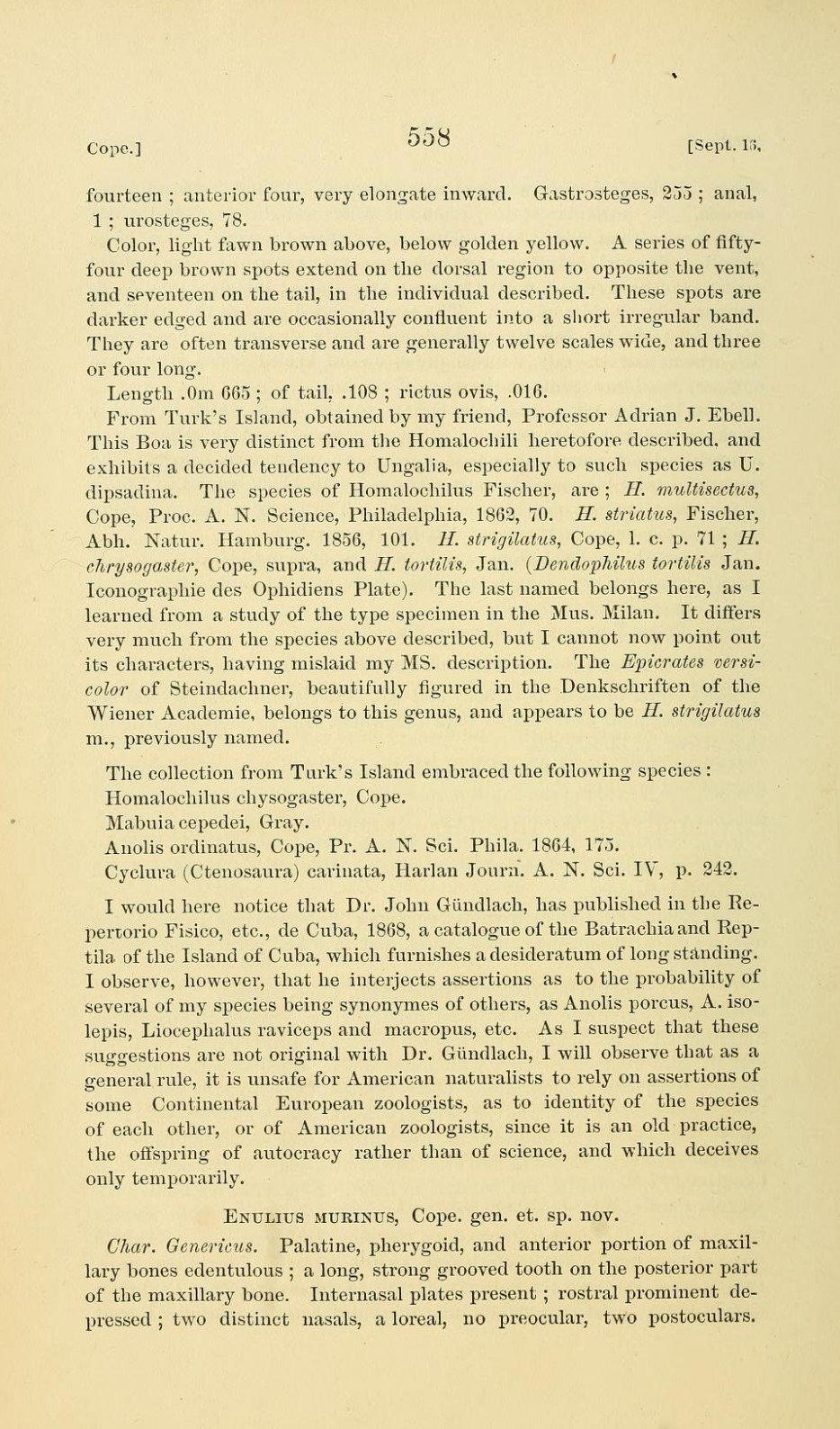 Chilabothrus chrysogaster chrysogaster | West Indian Boas