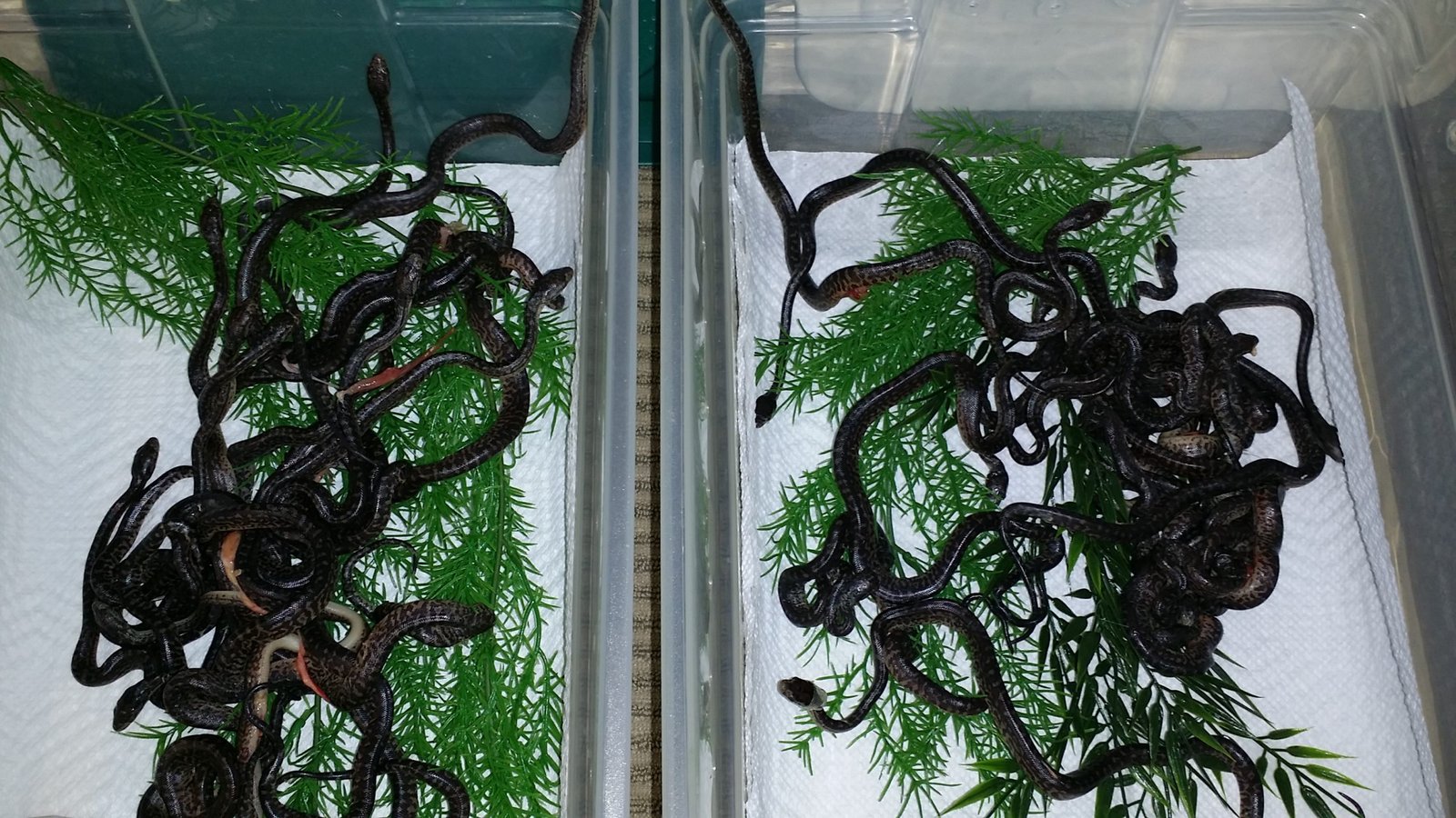 Chilabothrus strigilatus strigilatus | West Indian Boas