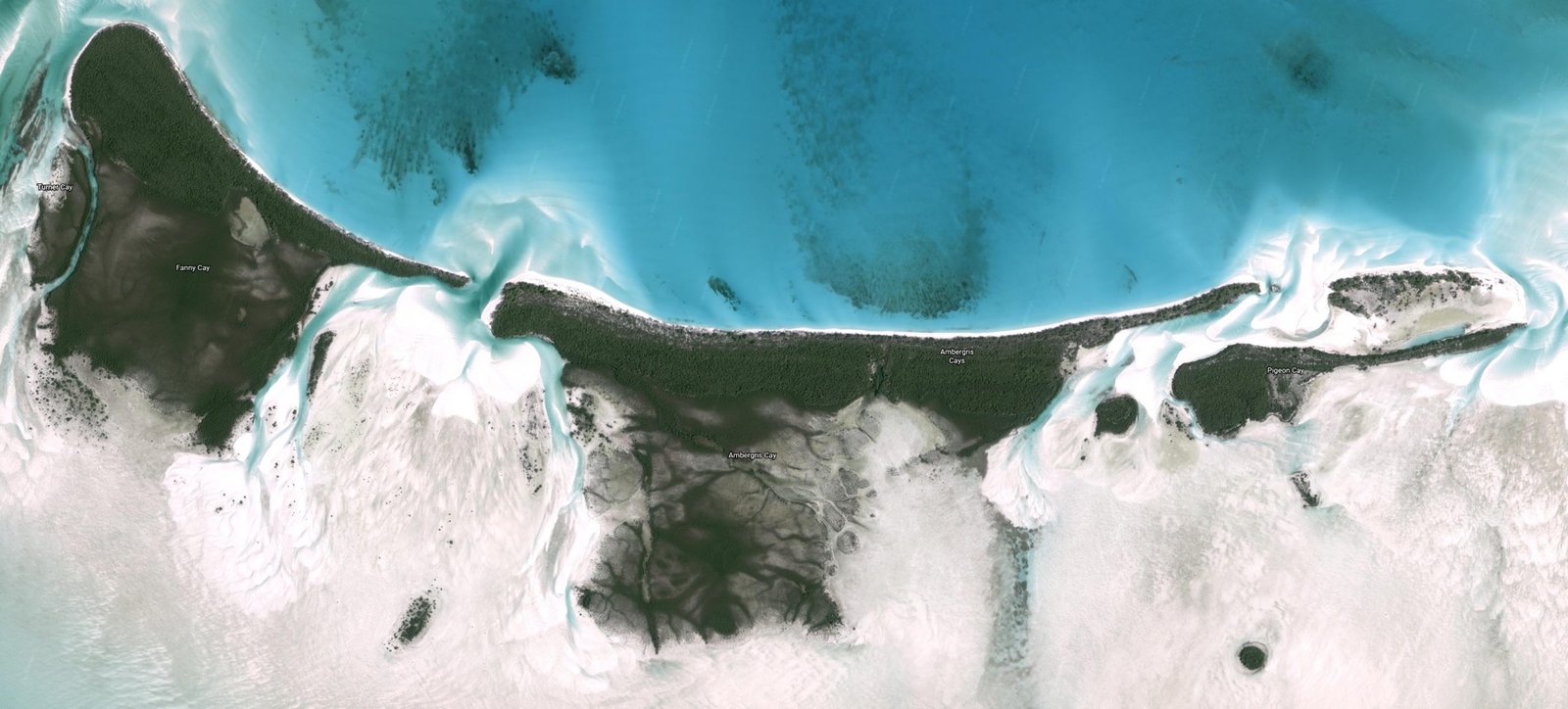 Chilabothrus chrysogaster chrysogaster | West Indian Boas