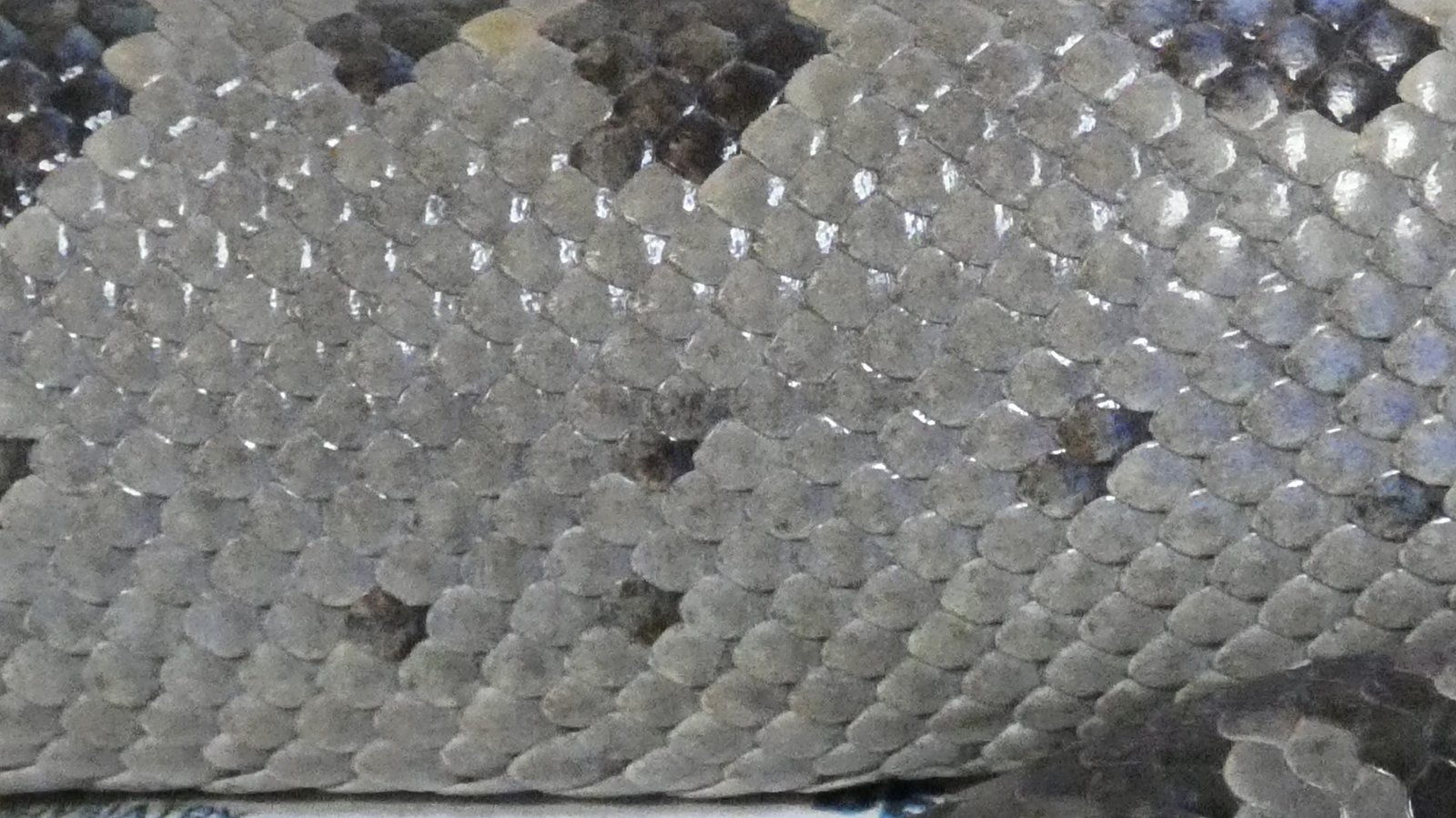 Chilabothrus chrysogaster chrysogaster | West Indian Boas