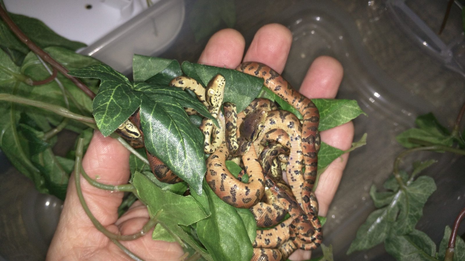 Corallus_grenadensis_litter | West Indian Boas