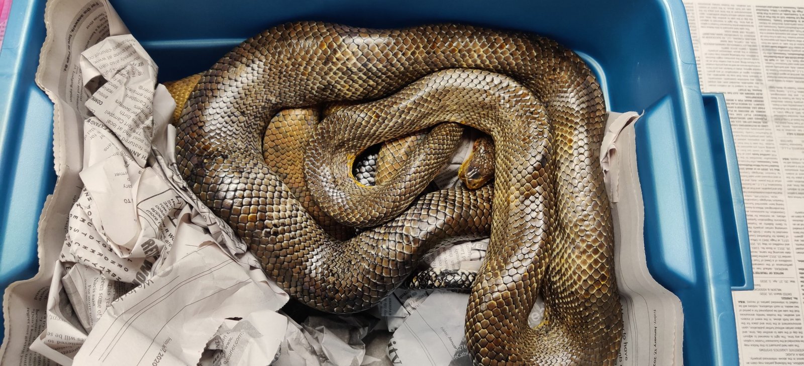 Corallus ruschenbergerii | West Indian Boas