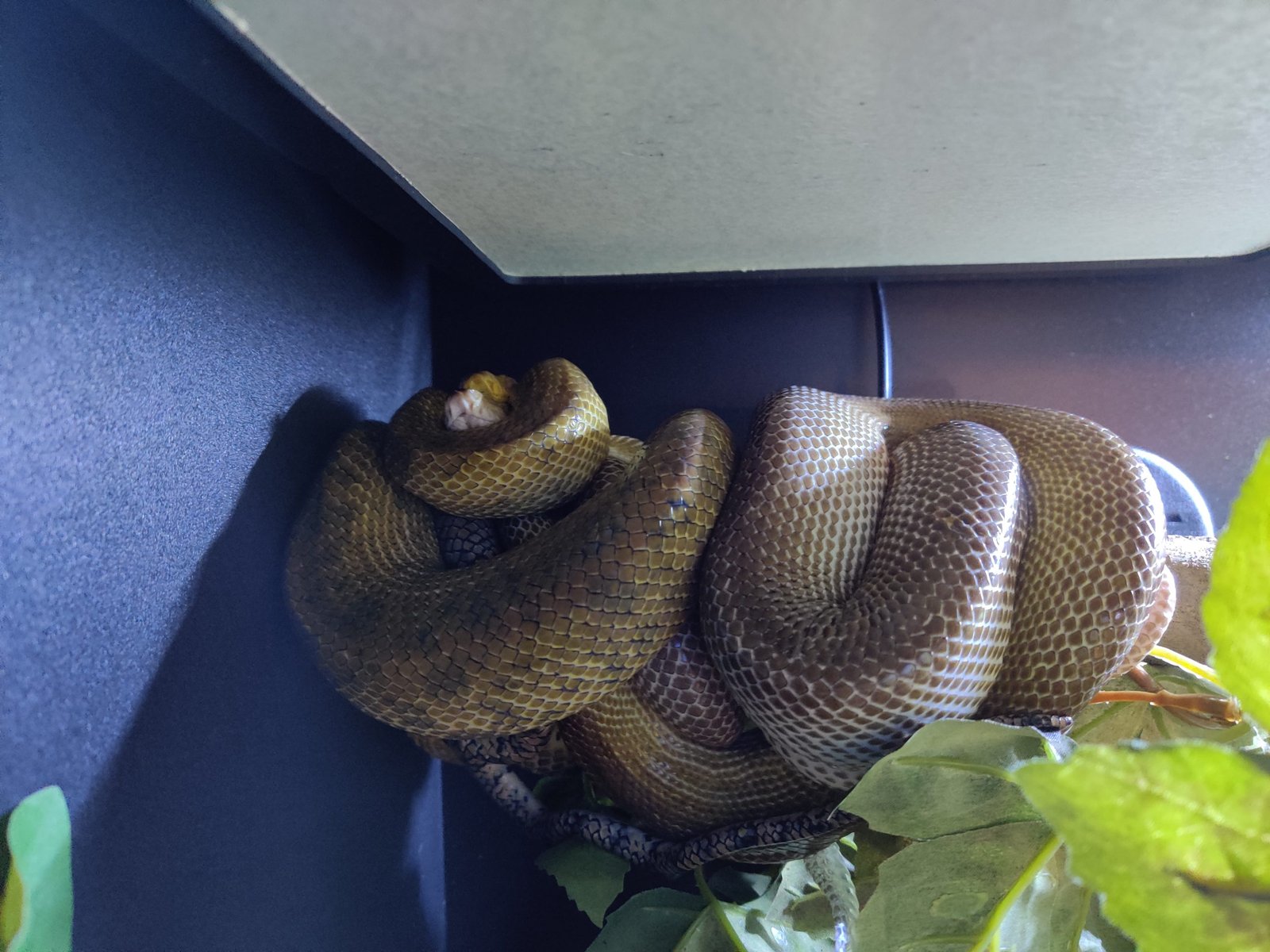 Corallus ruschenbergerii | West Indian Boas