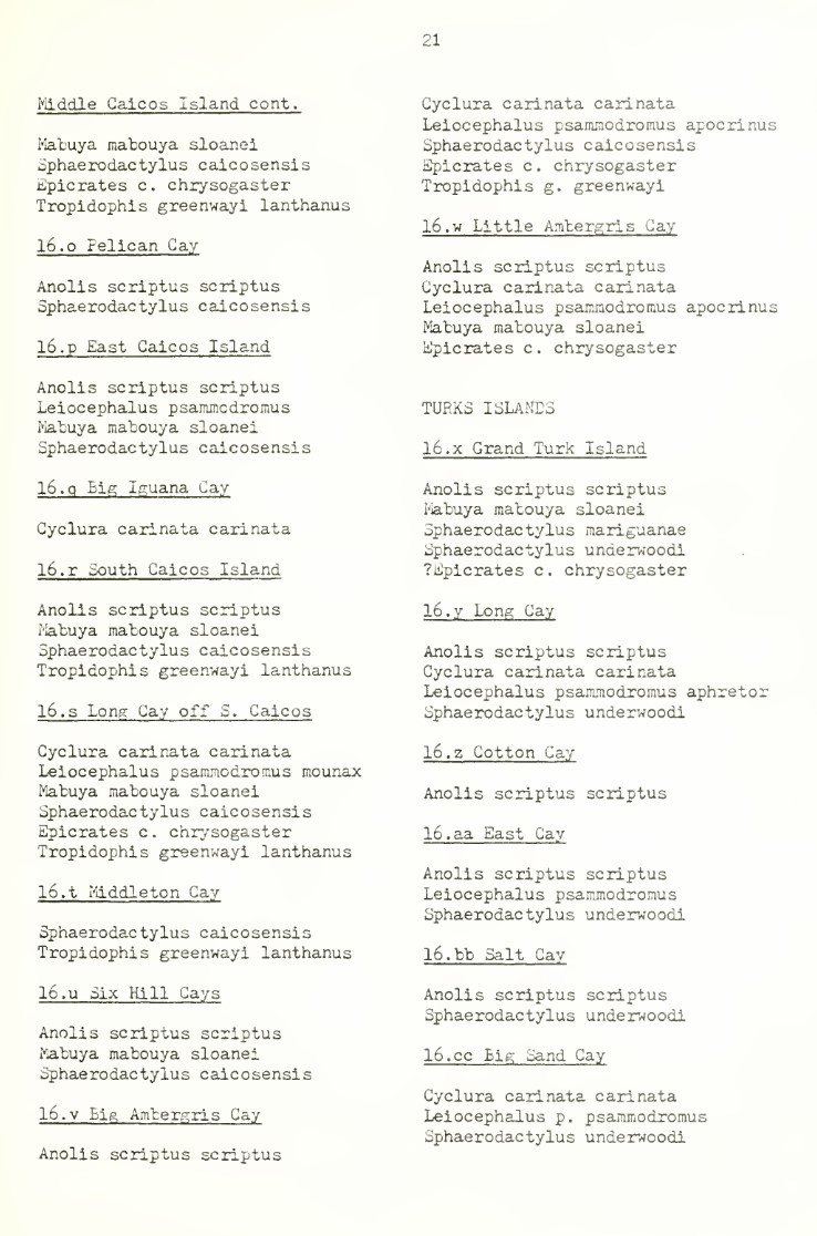 Chilabothrus chrysogaster chrysogaster | West Indian Boas