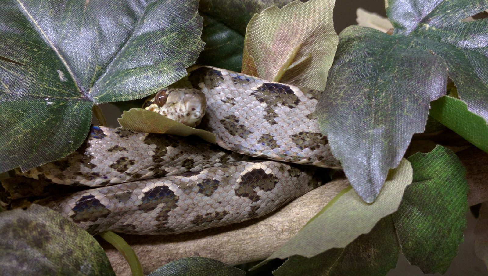 Corallus grenadensis | West Indian Boas