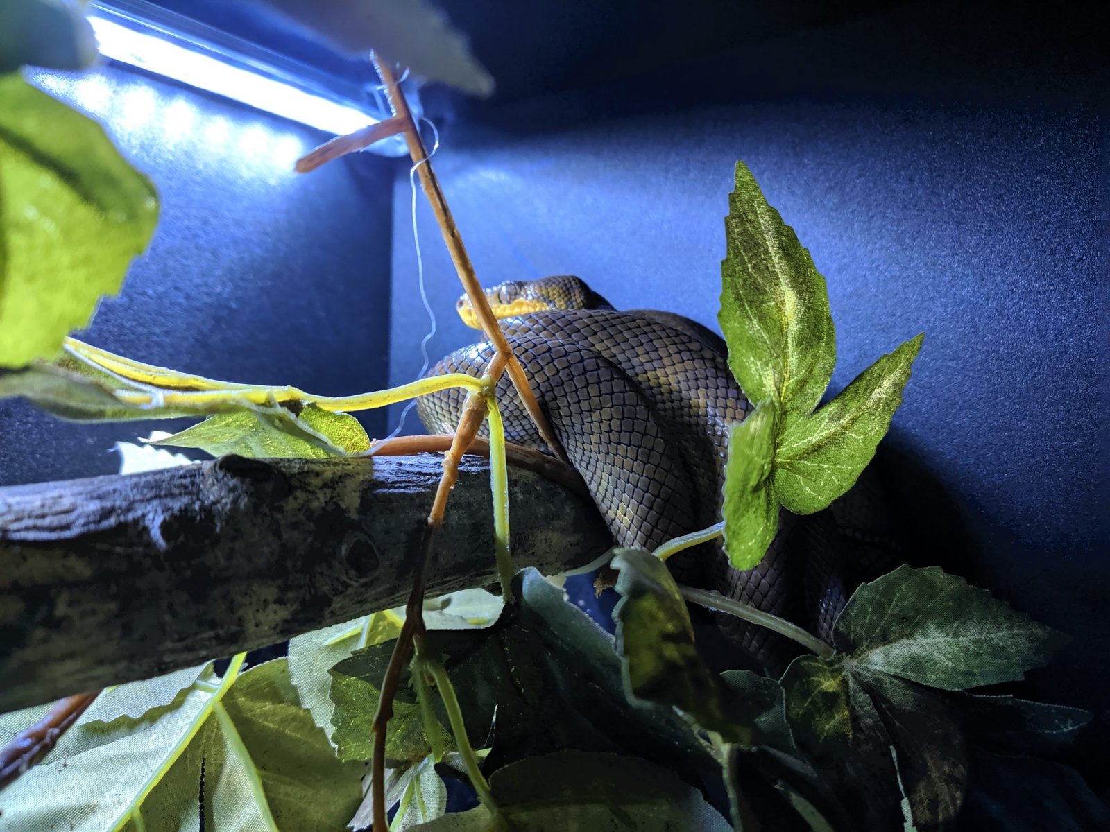Corallus ruschenbergerii | West Indian Boas