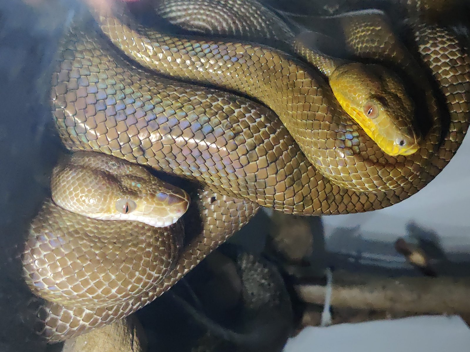 Corallus ruschenbergerii | West Indian Boas