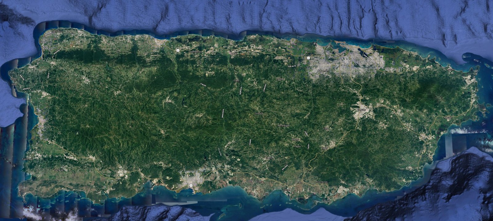 Chilabothrus inornatus | West Indian Boas