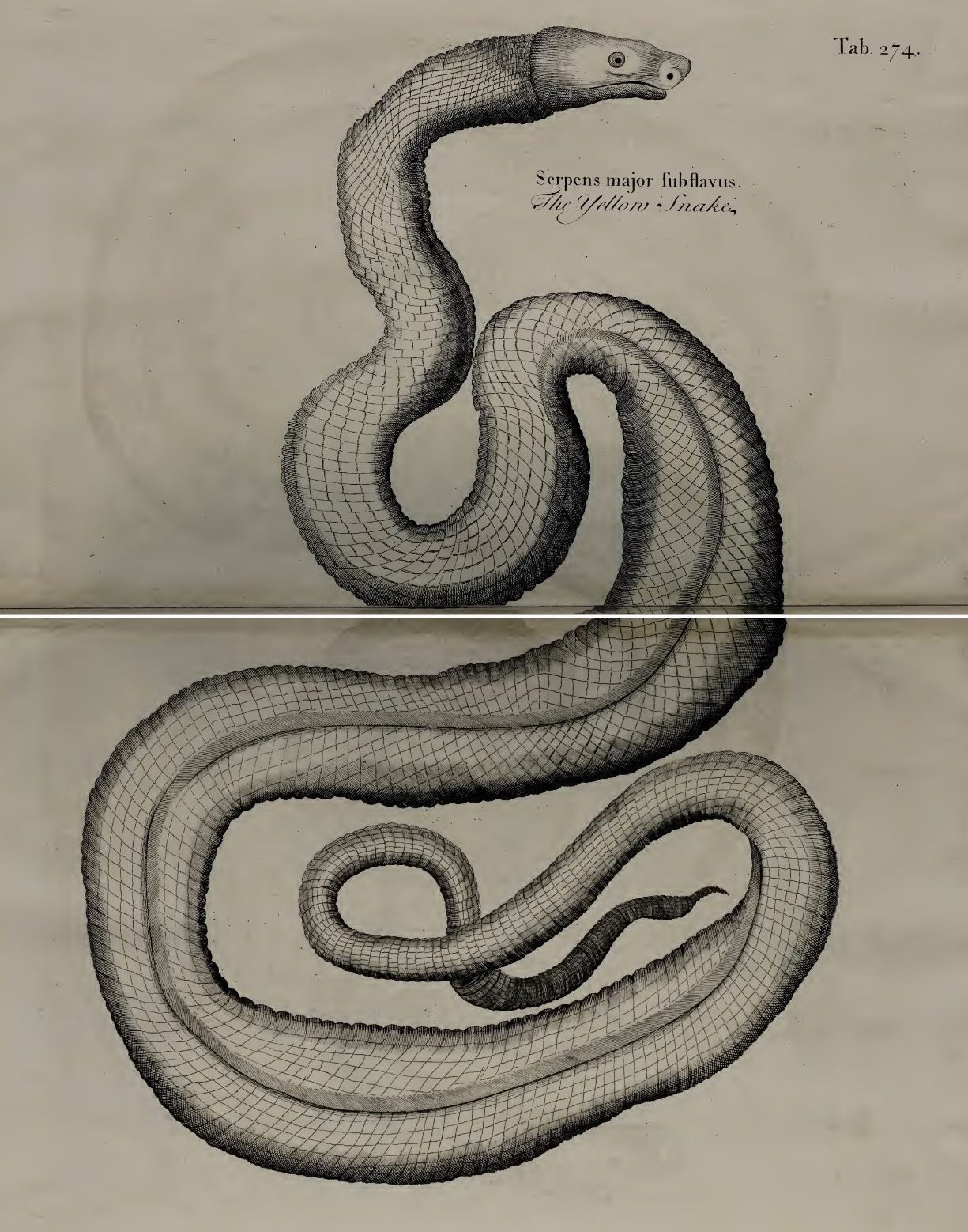 Chilabothrus subflavus | West Indian Boas