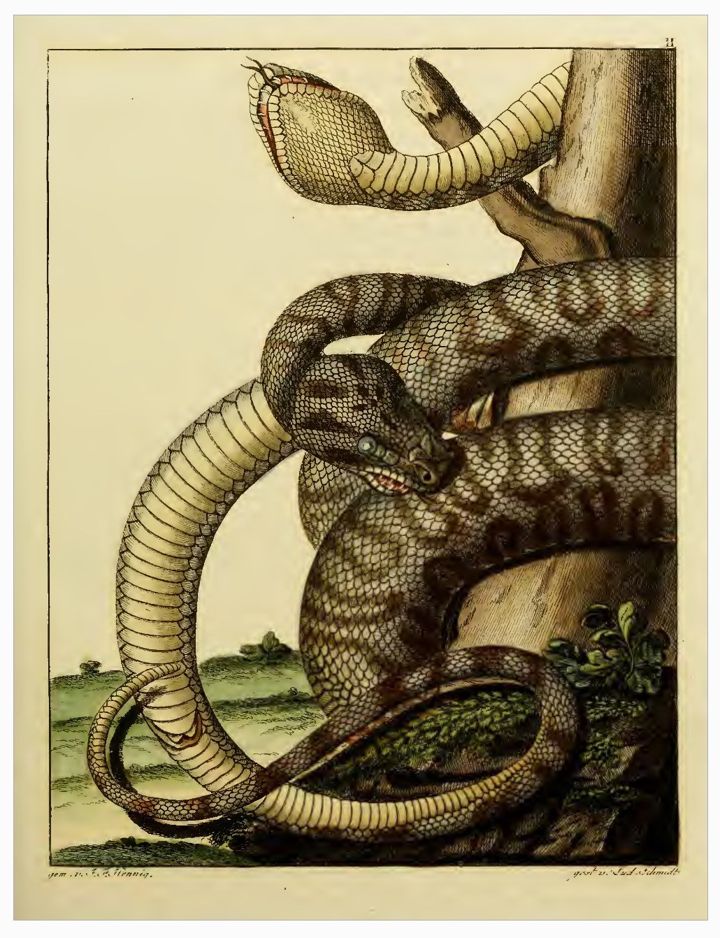 Genus Corallus | West Indian Boas