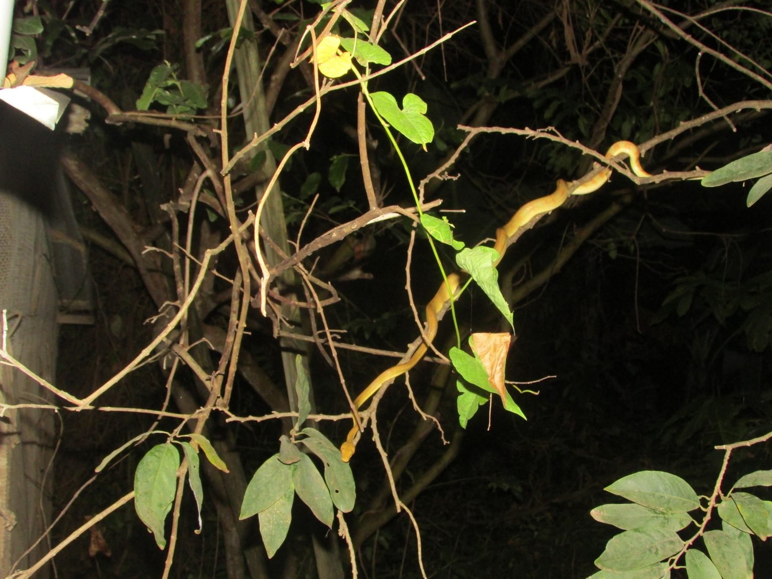 Corallus grenadensis | West Indian Boas