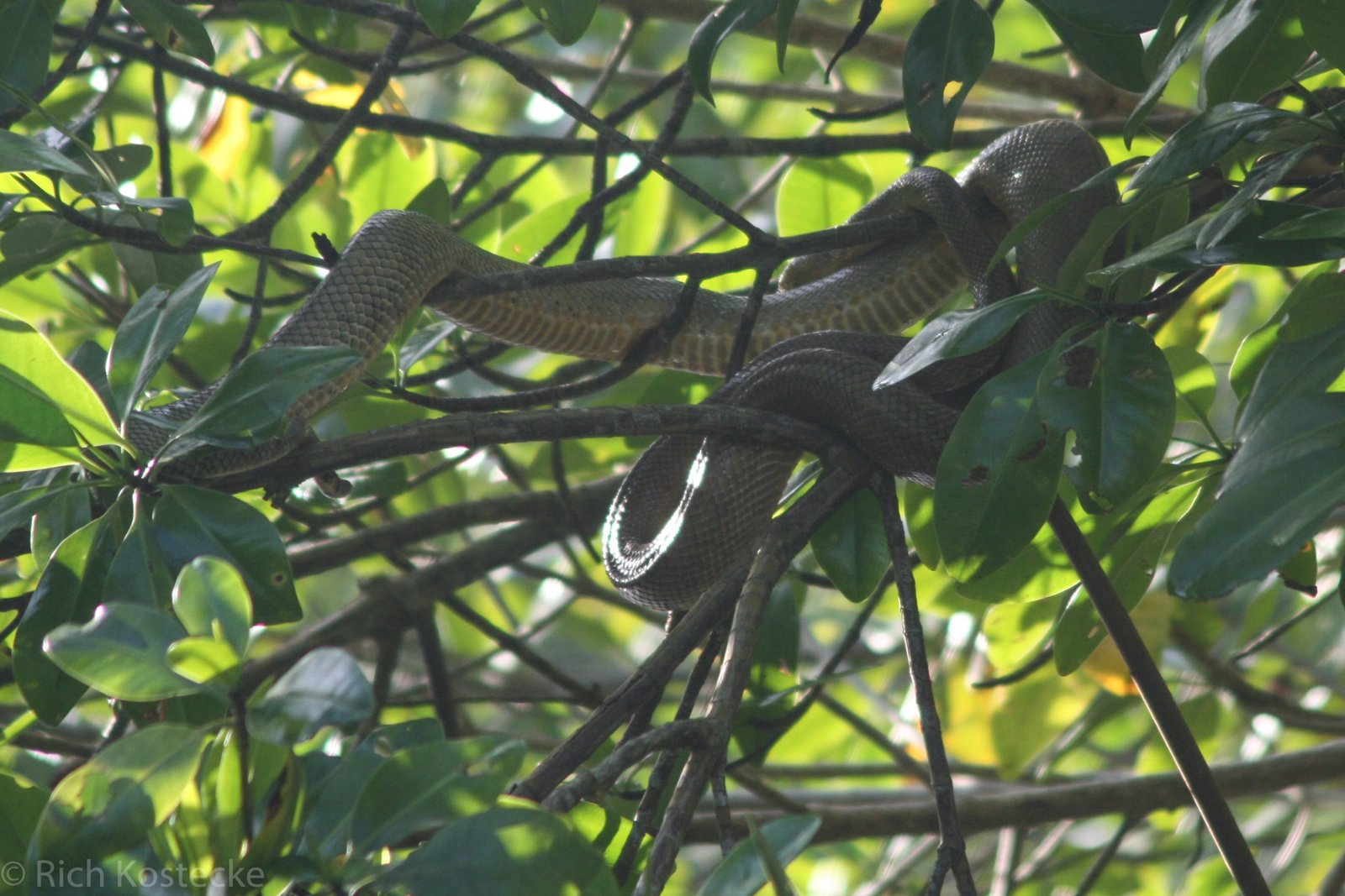 Corallus ruschenbergerii | West Indian Boas