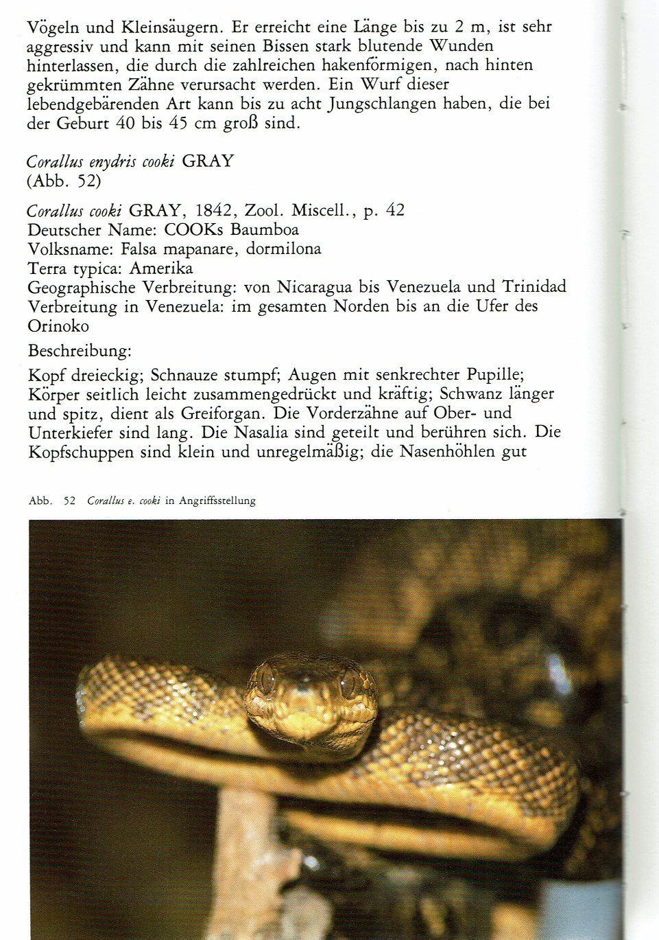 Corallus ruschenbergerii | West Indian Boas