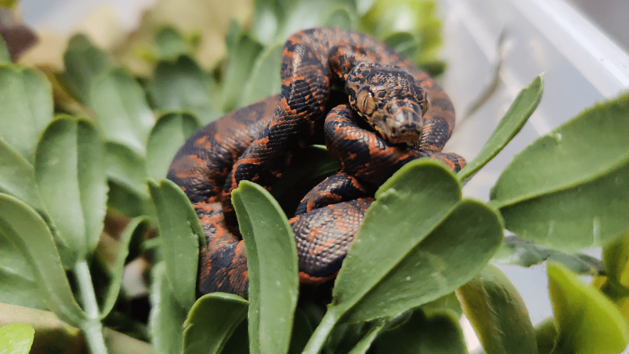 Corallus cookii | West Indian Boas