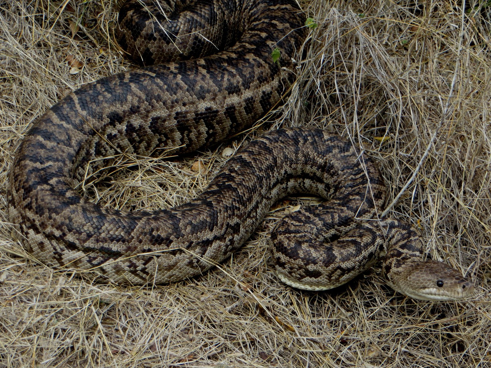 Chilabothrus angulifer | West Indian Boas